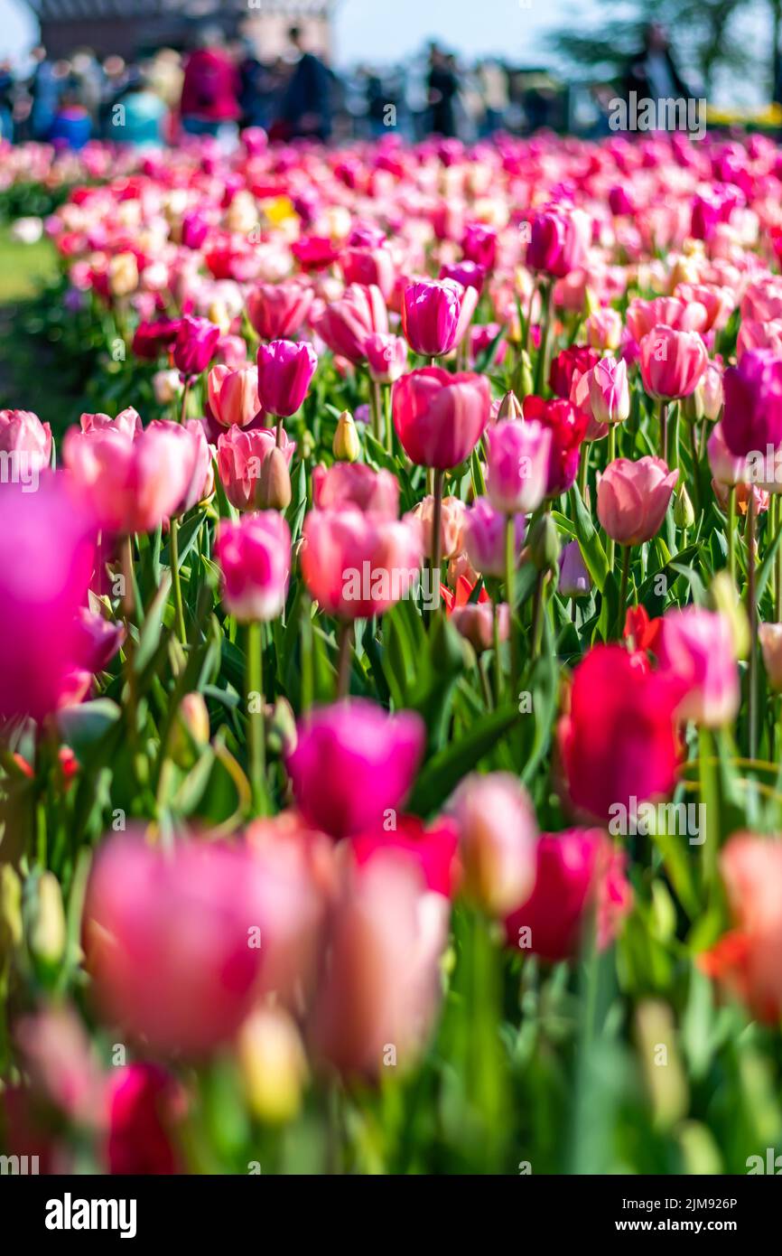View of pink and violet tulip field at Netherlands. Beautiful flower in bloom, soft color and ...