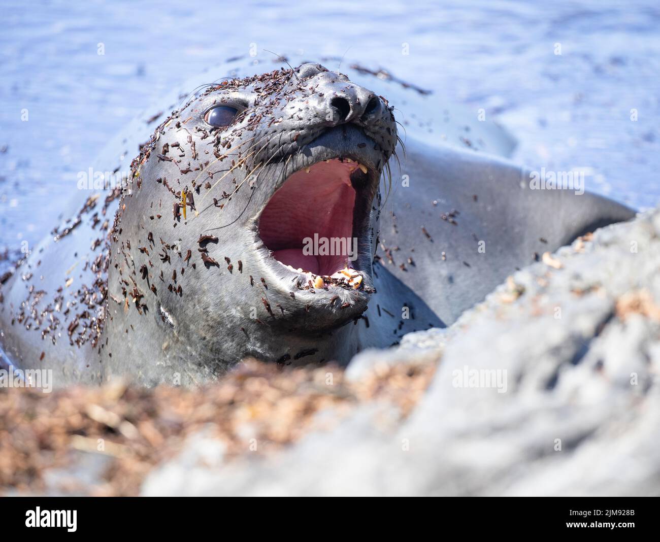 The southern elephant seal (Mirounga leonina) is the largest of the ...