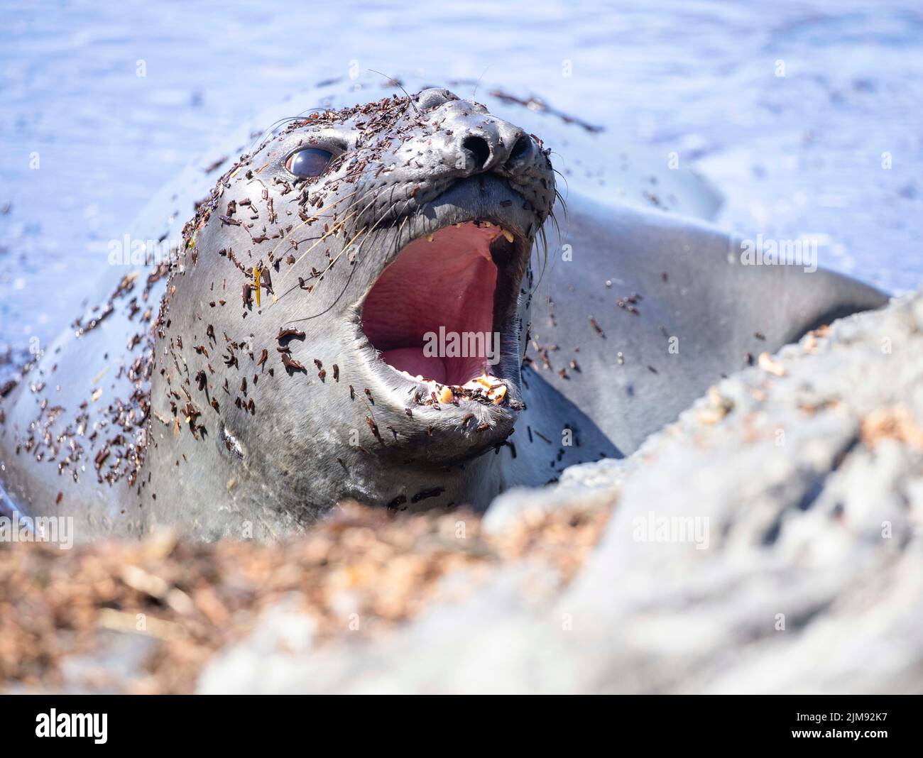 The southern elephant seal (Mirounga leonina) is the largest of the ...