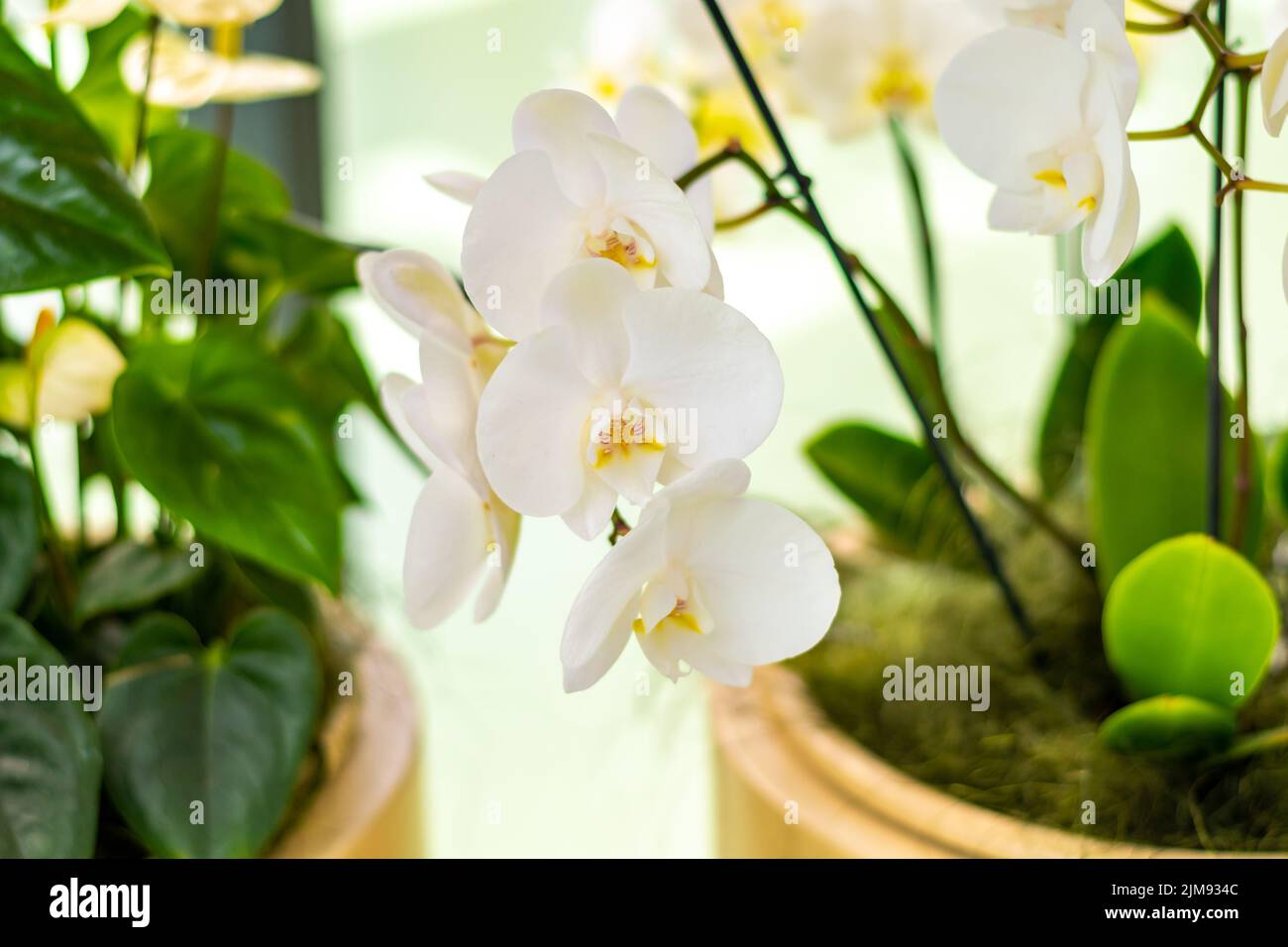Closeup view to orchid flower Phalaenopsis. Multiple flowers of variant ...