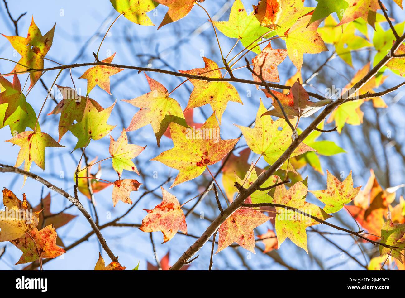Tree Leaves autum green to red colors of changing seasons of nature ...