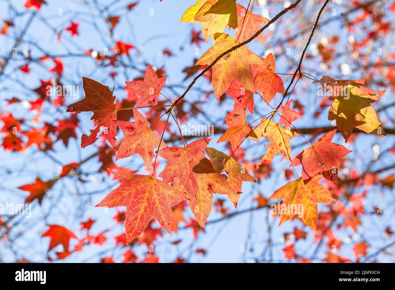 Tree Leaves autum green to red colors of changing seasons of nature ...