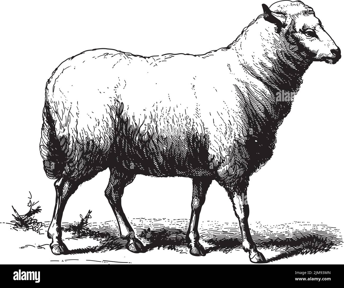 Dishley sheep hi-res stock photography and images - Alamy