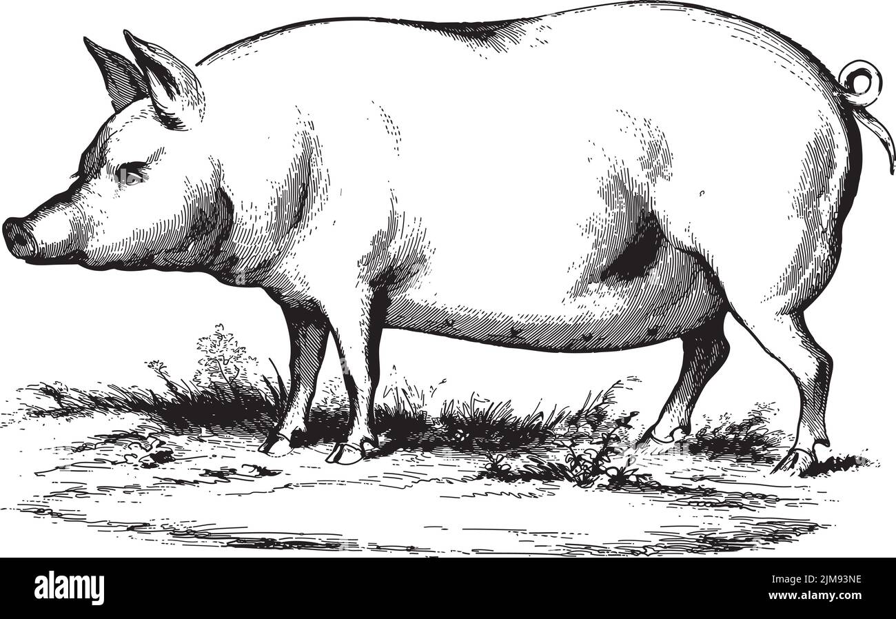 Swine art hi-res stock photography and images - Alamy