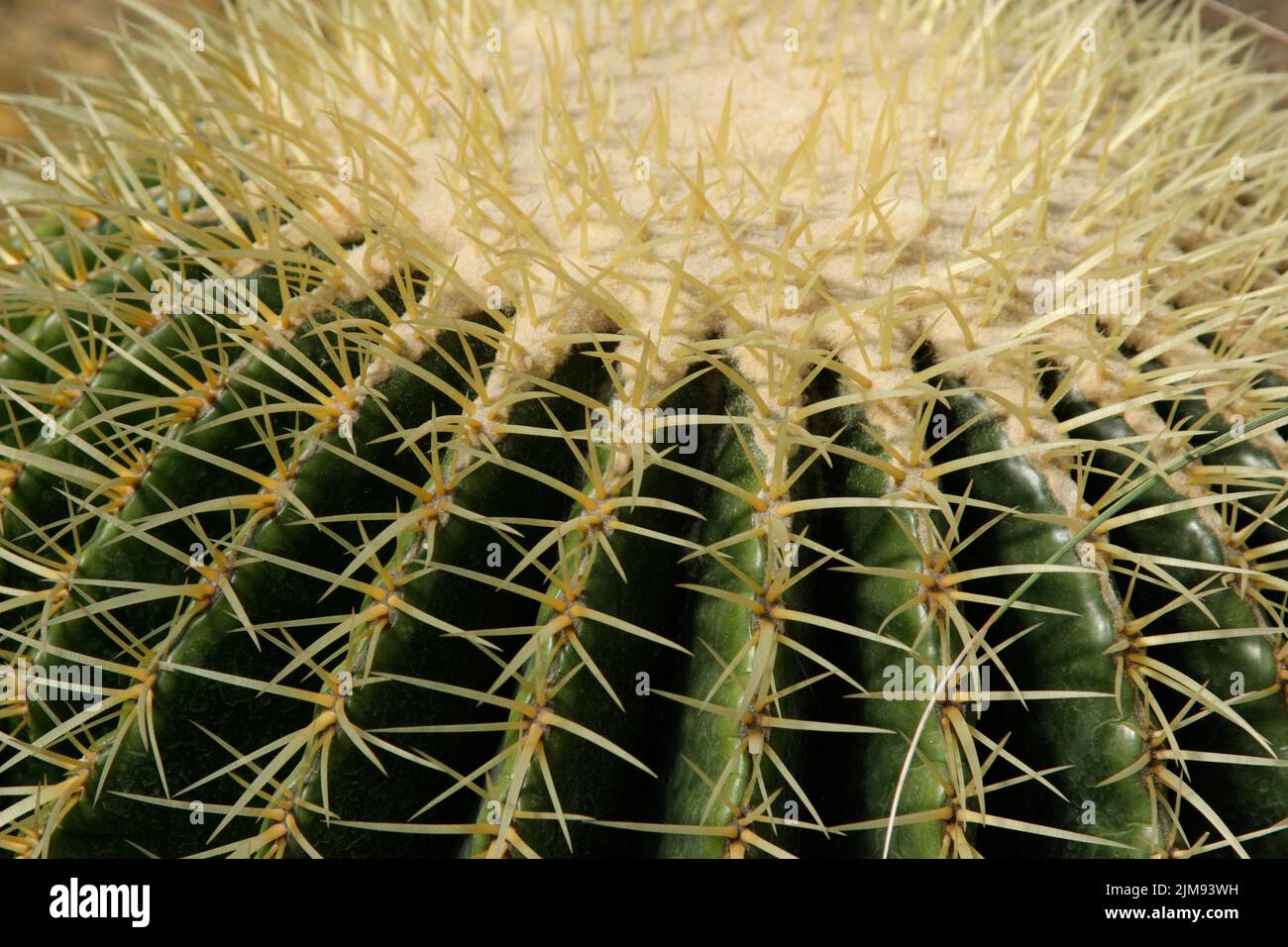 Golden barrel cactus Stock Photo - Alamy