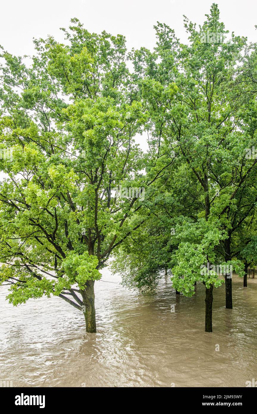 Trees in the High water Stock Photo - Alamy