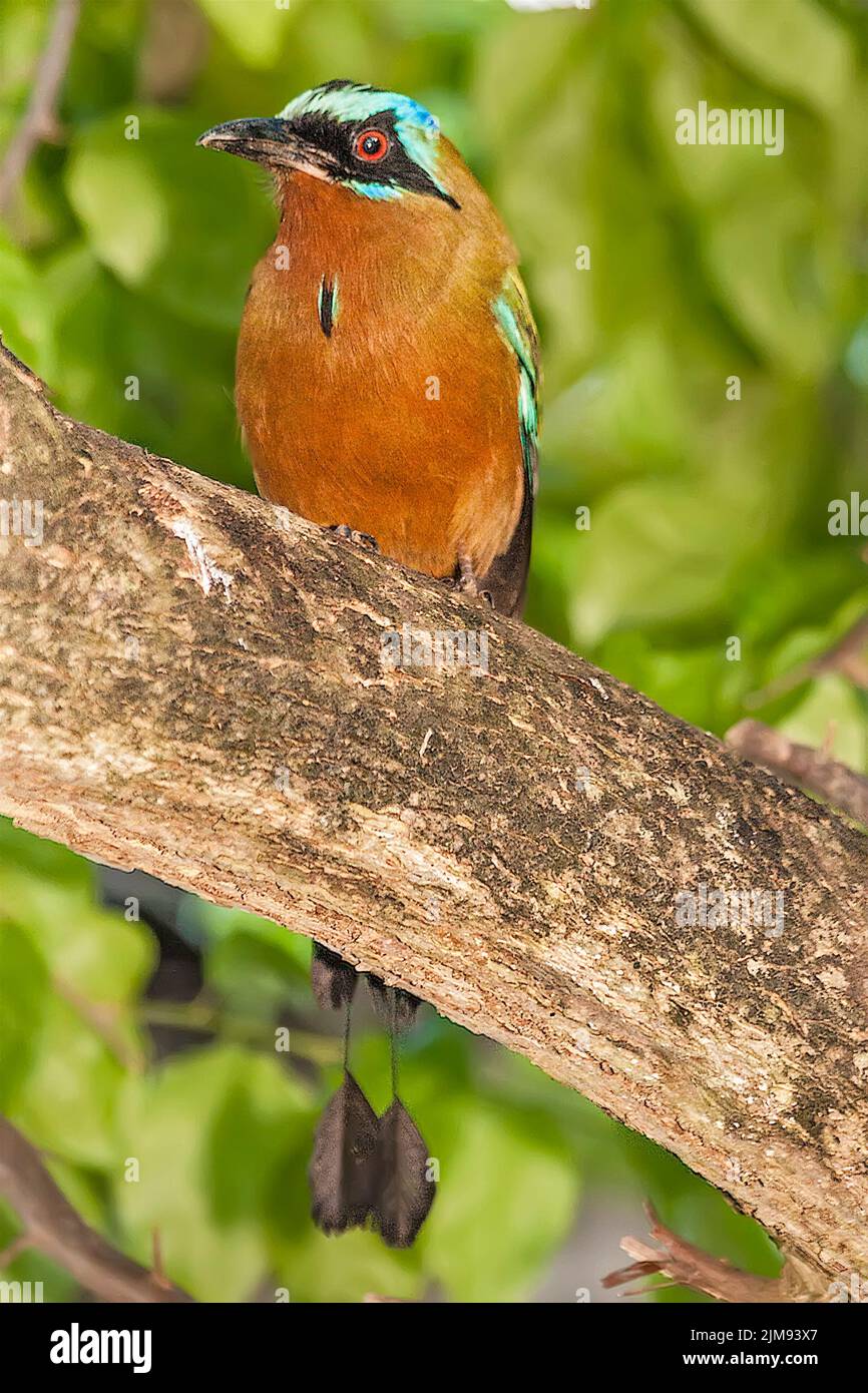 Blue-crowned Motmot (Momotus momota) Tobago West Stock Photo - Alamy