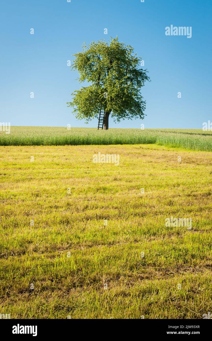 Tree edge meadow in hi-res stock photography and images - Alamy