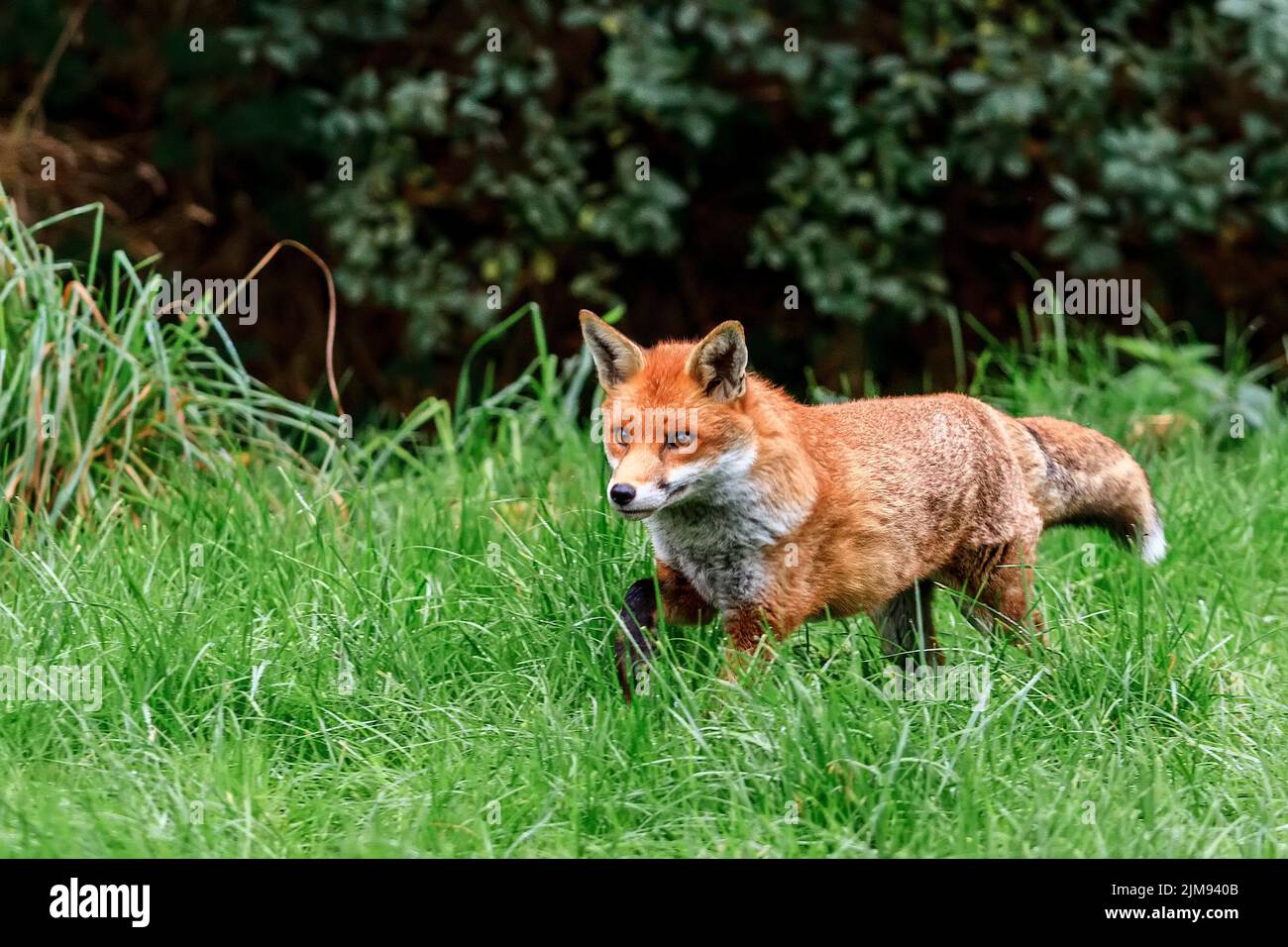 Fox (Canidae Vulpini ) Stalking Prey Berkshire UK Stock Photo - Alamy