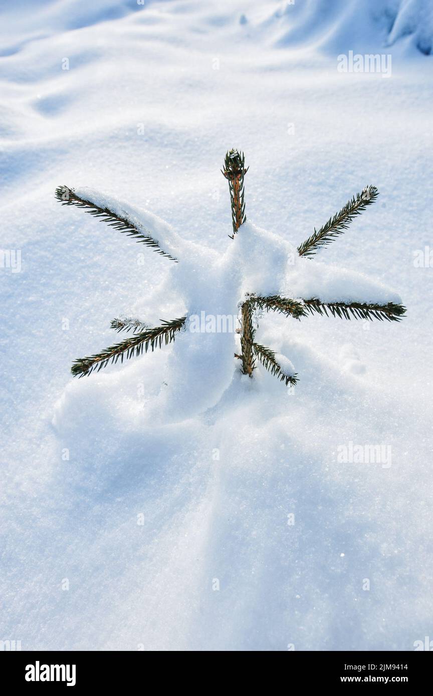 Conifer covered by snow Stock Photo - Alamy