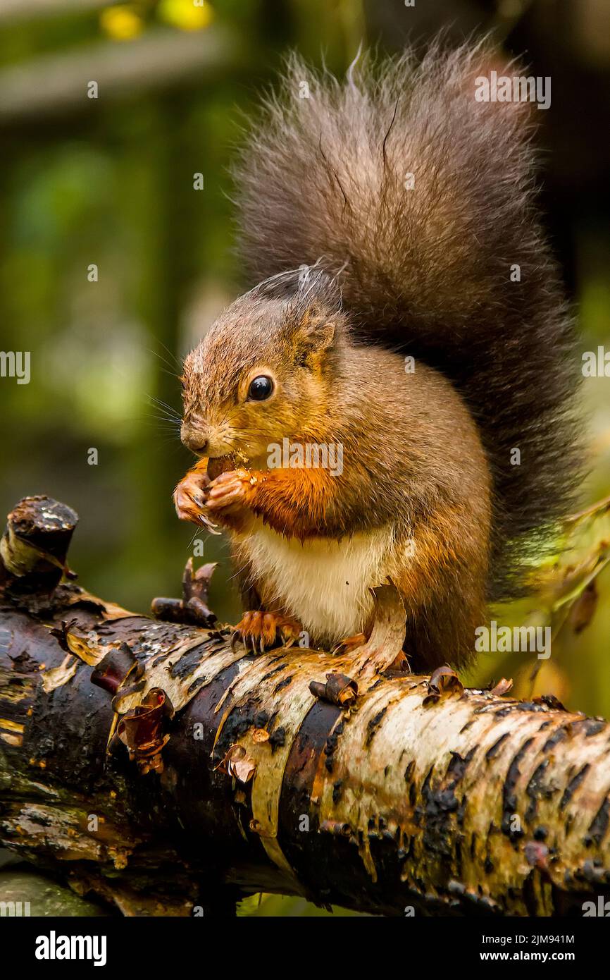 Red Squirrel (Sciurus vulgaris) Eating Berkshire U Stock Photo - Alamy