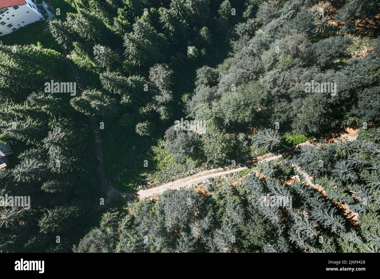 Top-down aerial view over a dense pine forest in the mountains Stock ...