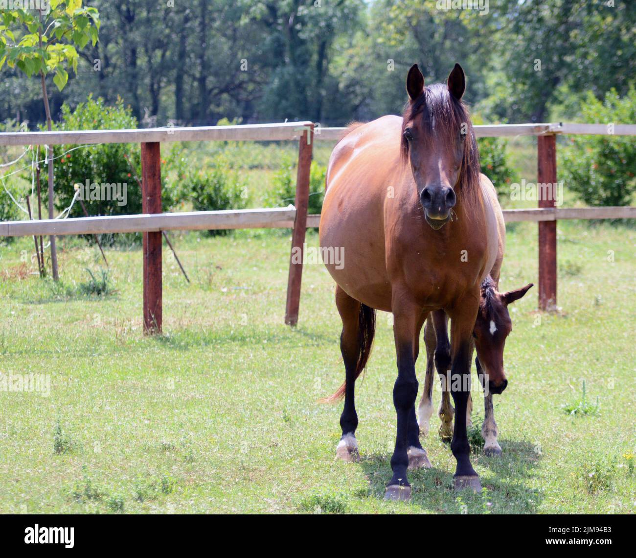 mare and foal on farm with a wooden fence in behind Stock Photo - Alamy