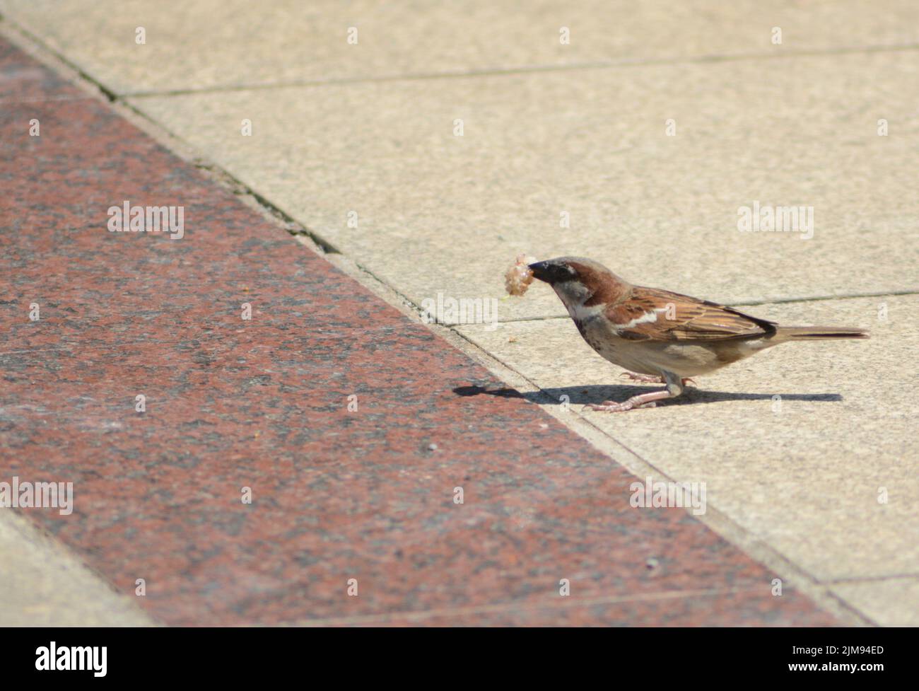 a sparrow picking up something to eat Stock Photo - Alamy