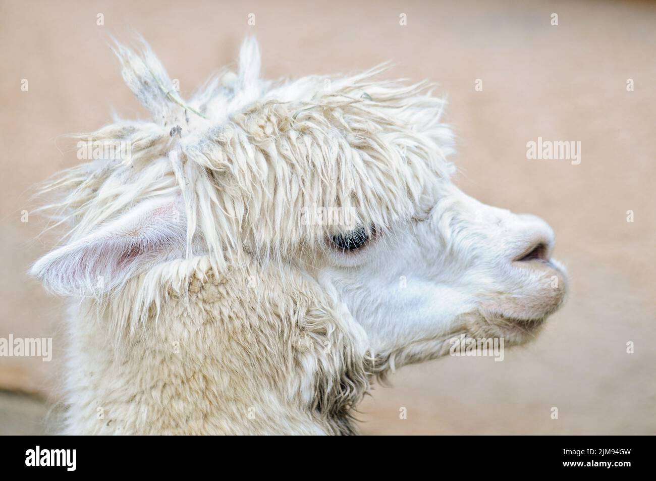 Nose side view hi-res stock photography and images - Alamy