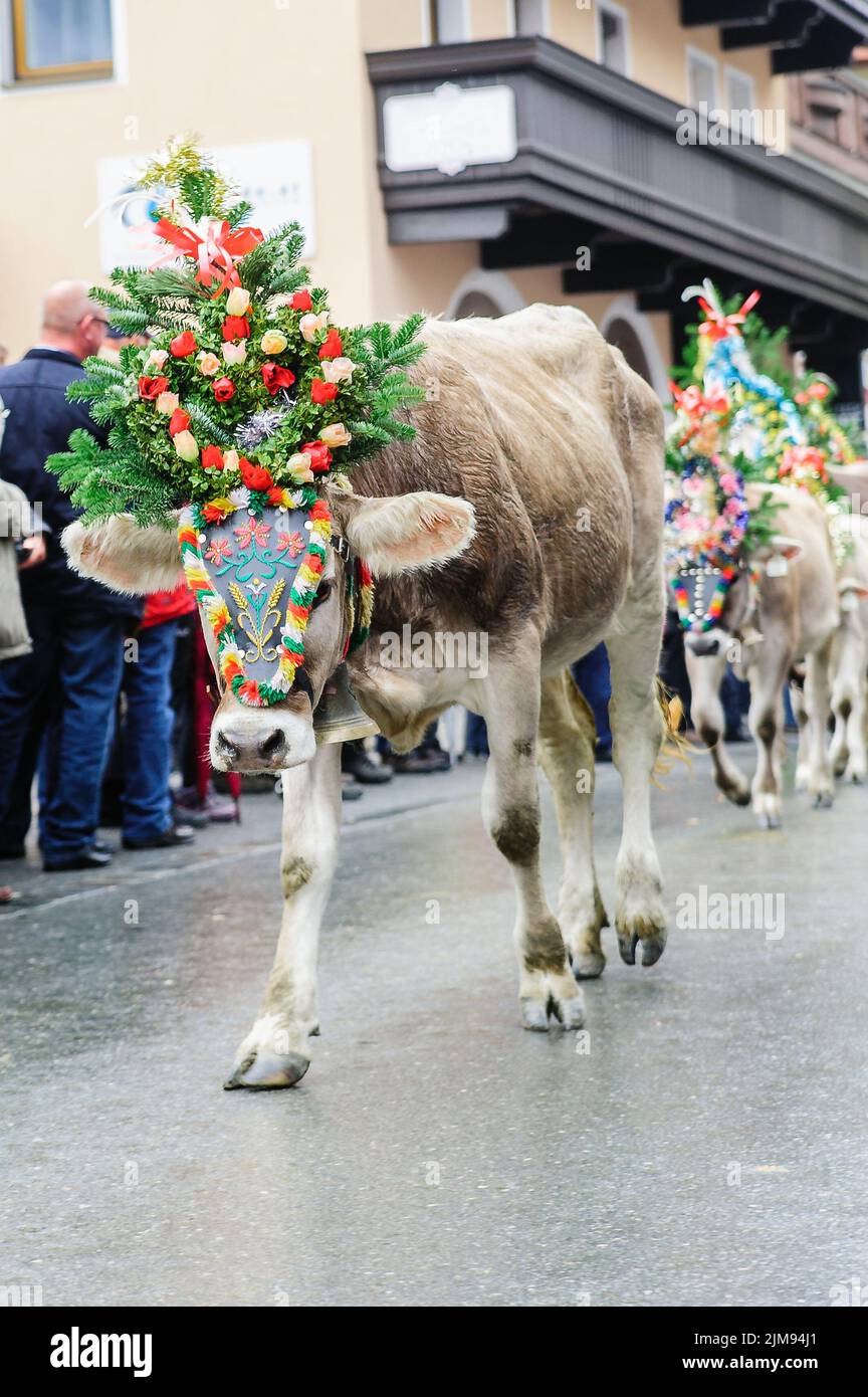 Cow festival with young calf Stock Photo - Alamy