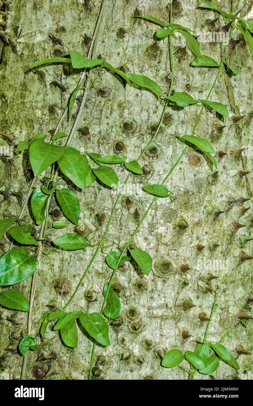 Sandbox Tree (Hura crepitans) Bark St. Kitts West Stock Photo - Alamy