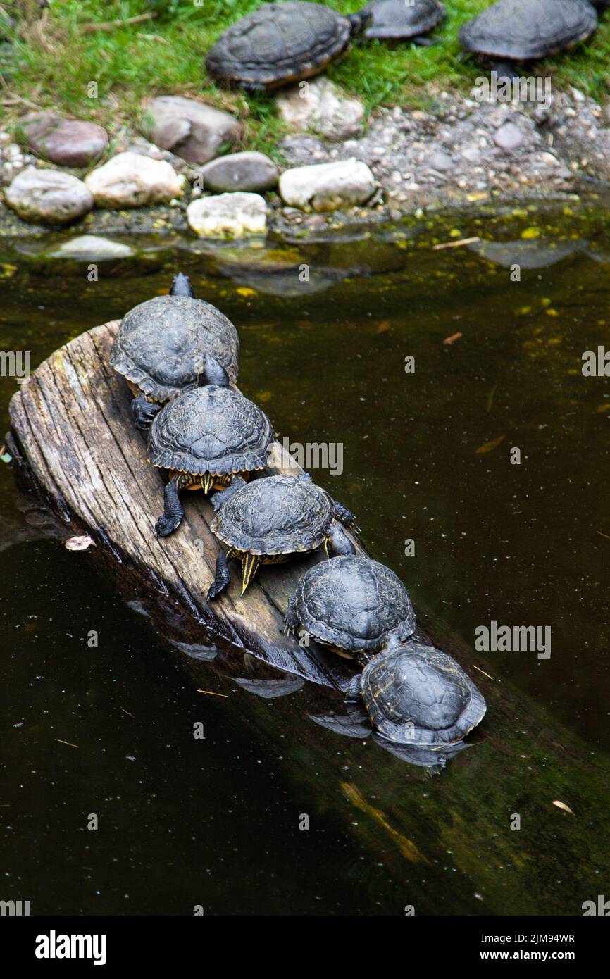 Marsh turtles hi-res stock photography and images - Alamy