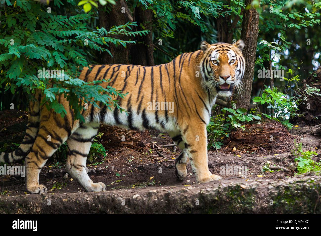 Tiger look tree hi-res stock photography and images - Alamy