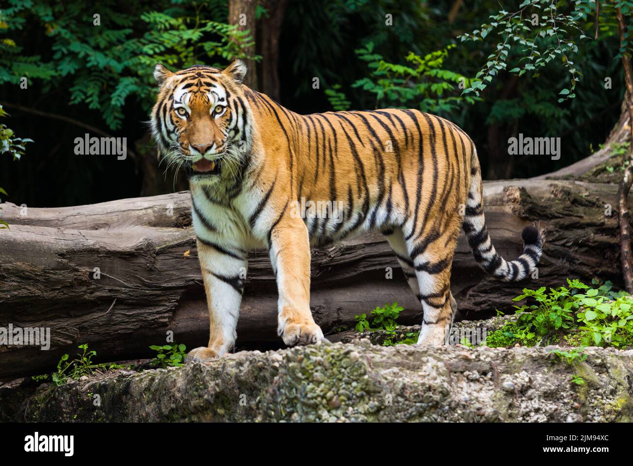 Tiger look tree hi-res stock photography and images - Alamy
