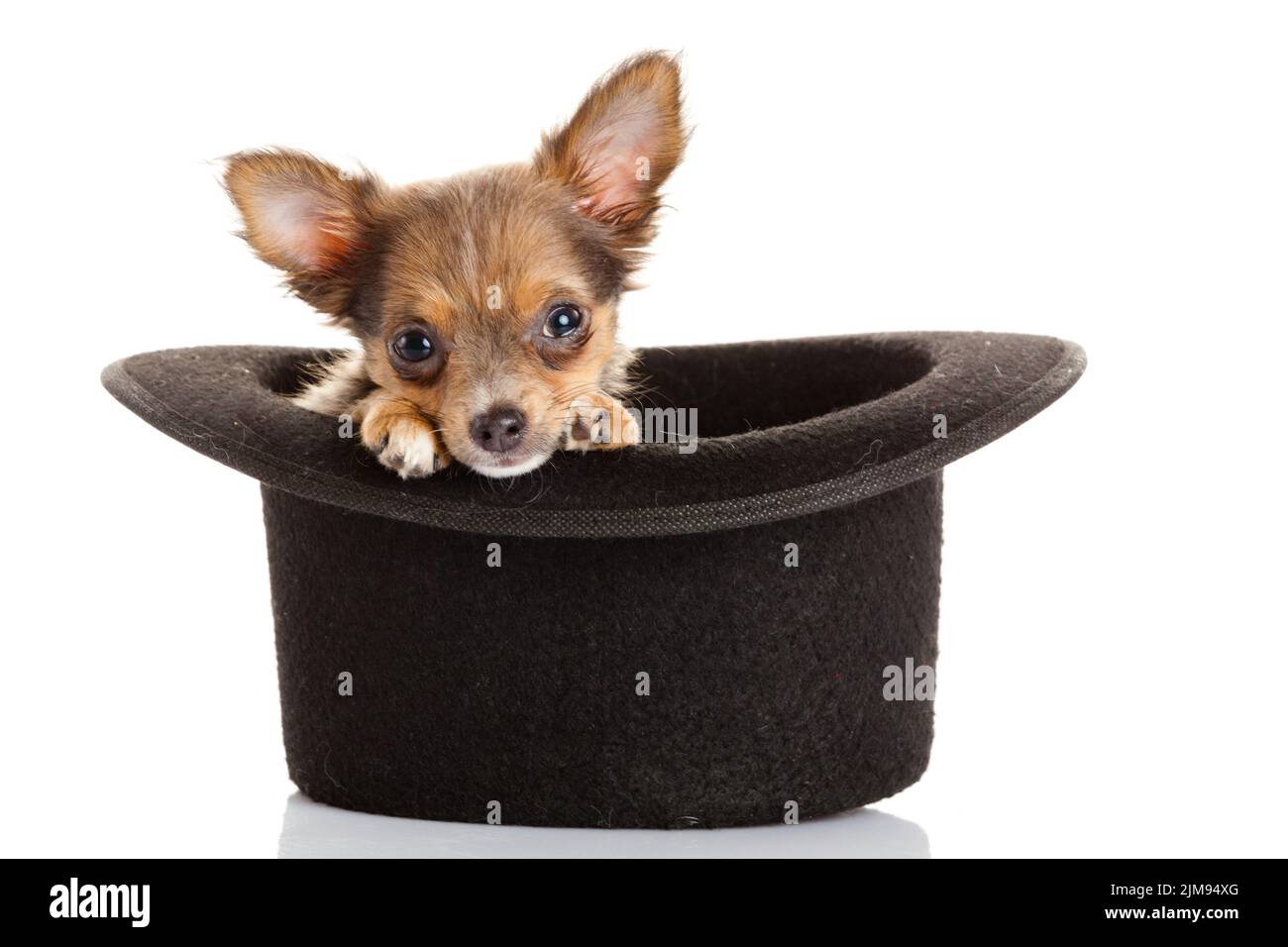 Cute baby chihuahua puppy in hi-res stock photography and images - Alamy