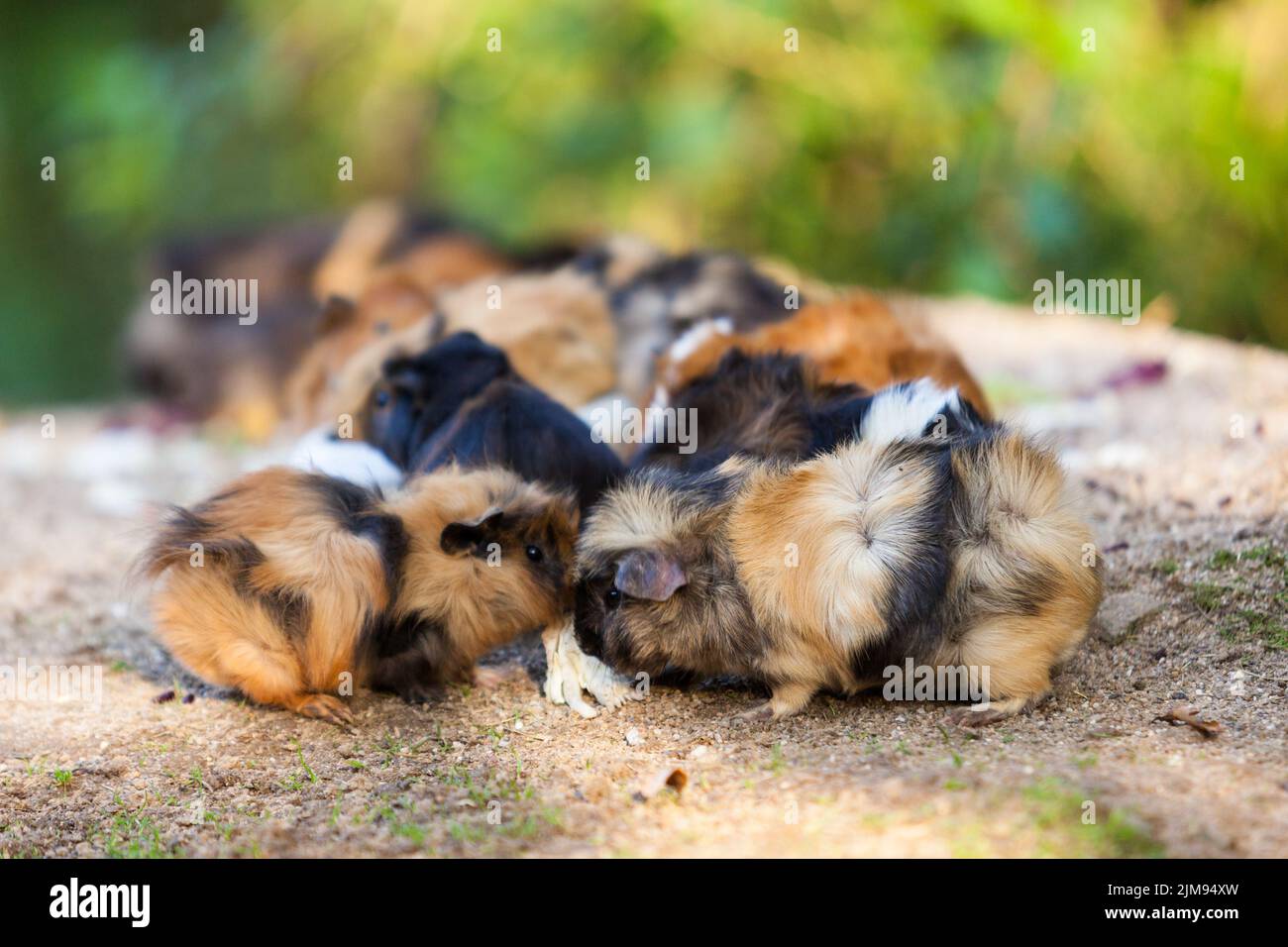 Guinea pigs.Cavia porcellus Stock Photo - Alamy