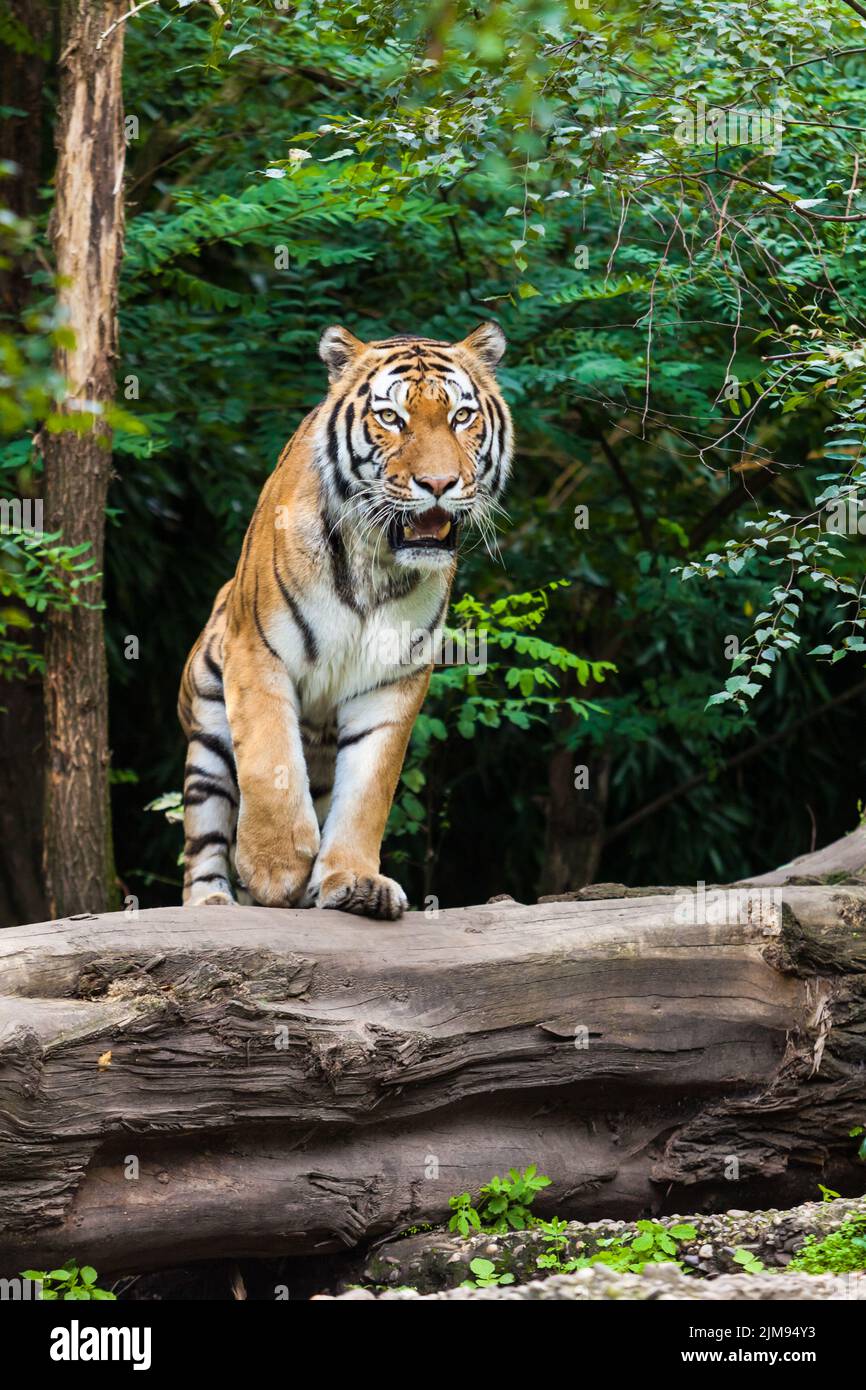 Tiger look tree hi-res stock photography and images - Alamy