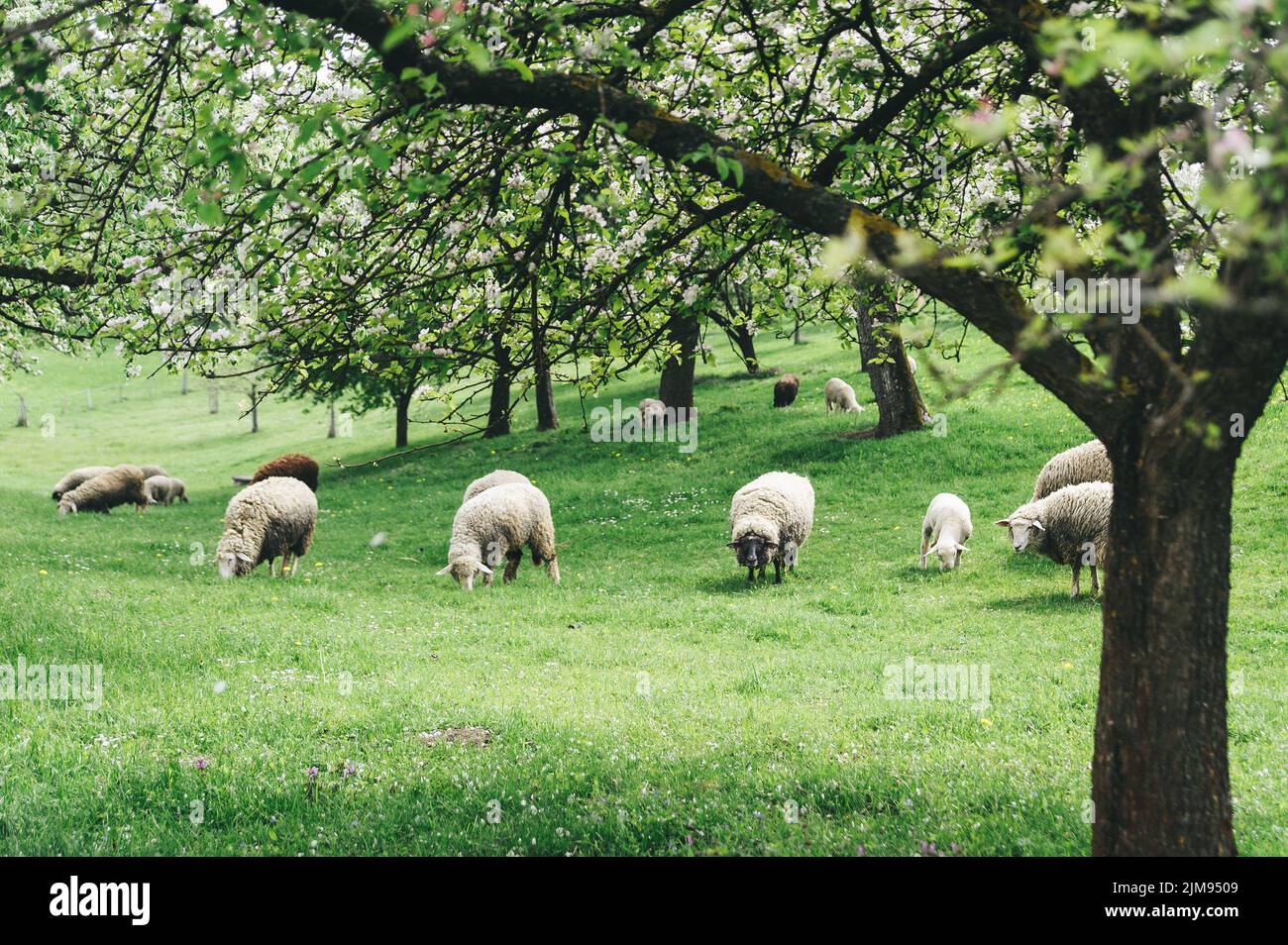 Sheeps in a Spring Landscape Stock Photo - Alamy