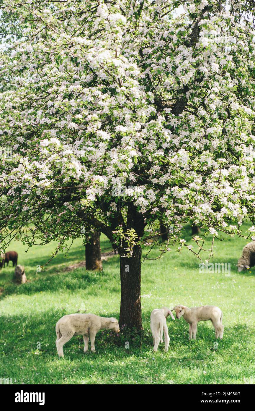 Sheep under a tree hi-res stock photography and images - Alamy