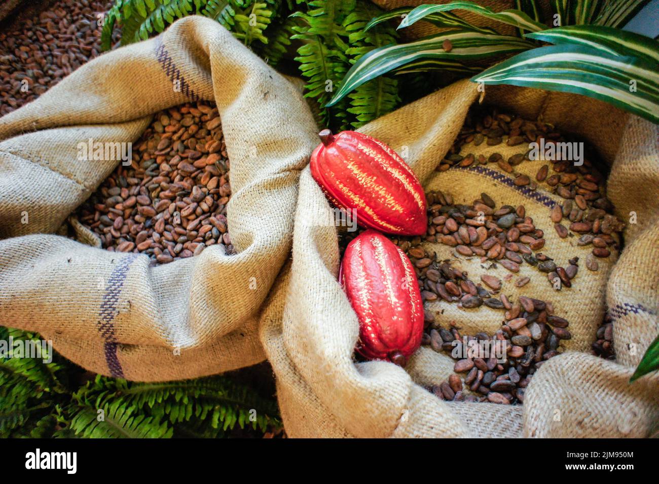 Cocoa Beans and Fruits Stock Photo - Alamy