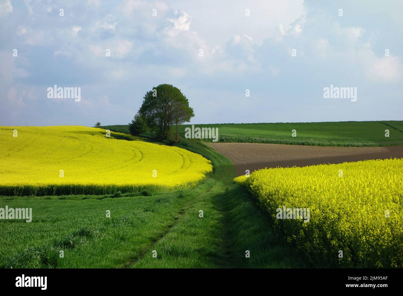 Rapsfelder hi-res stock photography and images - Alamy