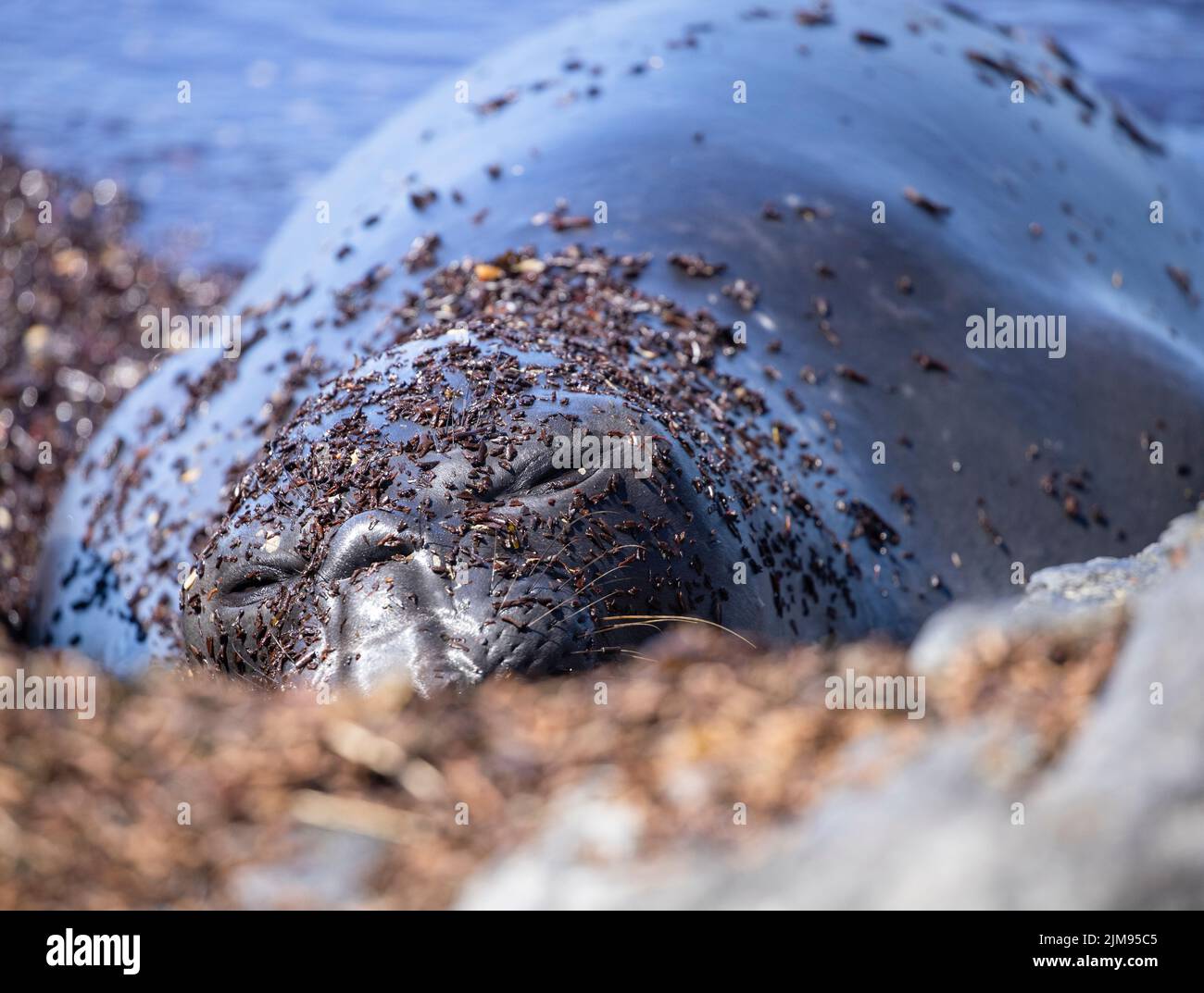 The southern elephant seal (Mirounga leonina) is the largest of the ...