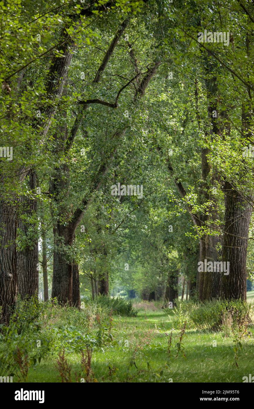 poplar alley on the river Rhine in the district Rodenkirchen, Cologne ...
