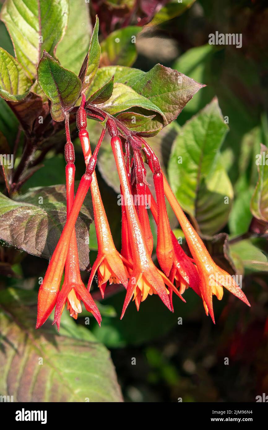 Fuchsia plant uk hi-res stock photography and images - Alamy