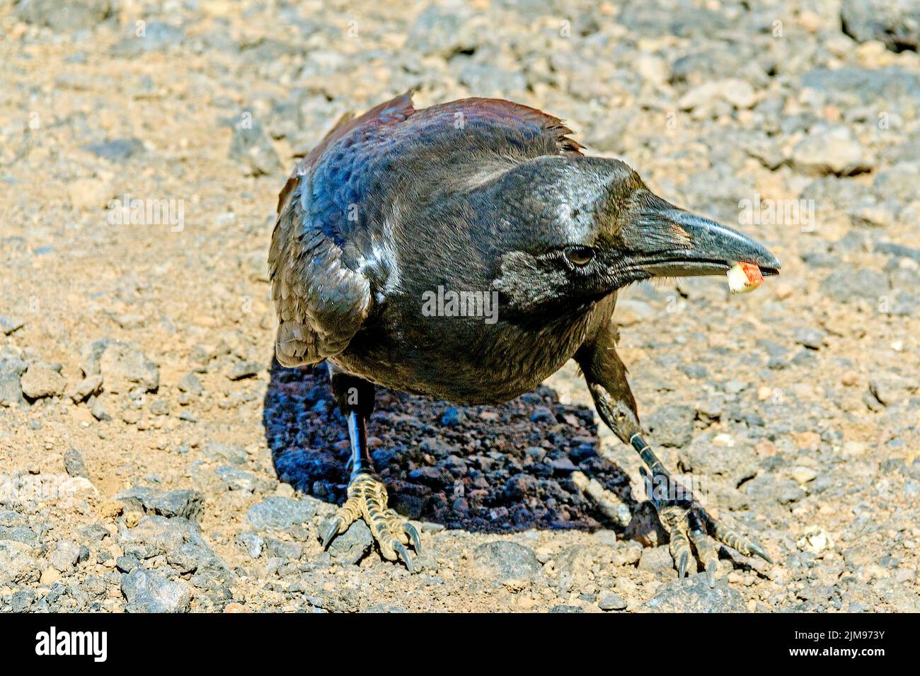Corvus corax subsp canariensis hi-res stock photography and images - Alamy