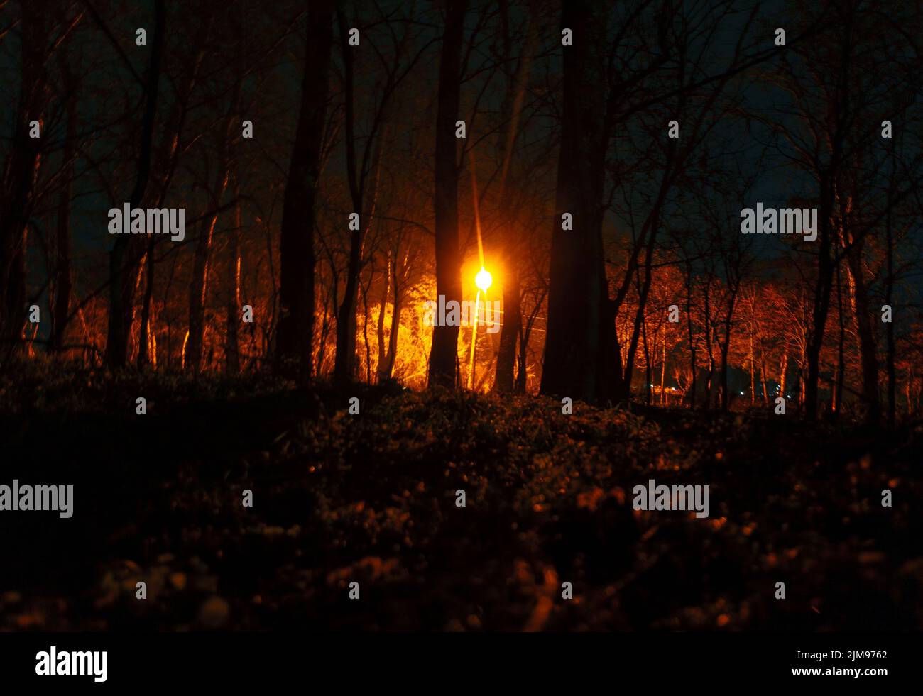 Light in dark forest . Night illumination in the autumn park ...