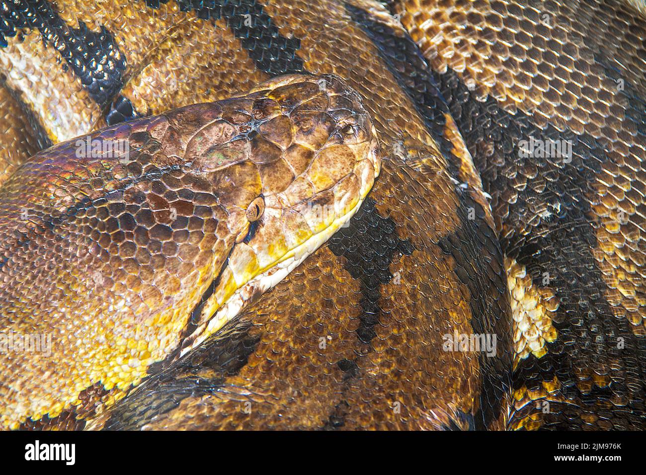 Boa constrictors hi-res stock photography and images - Alamy