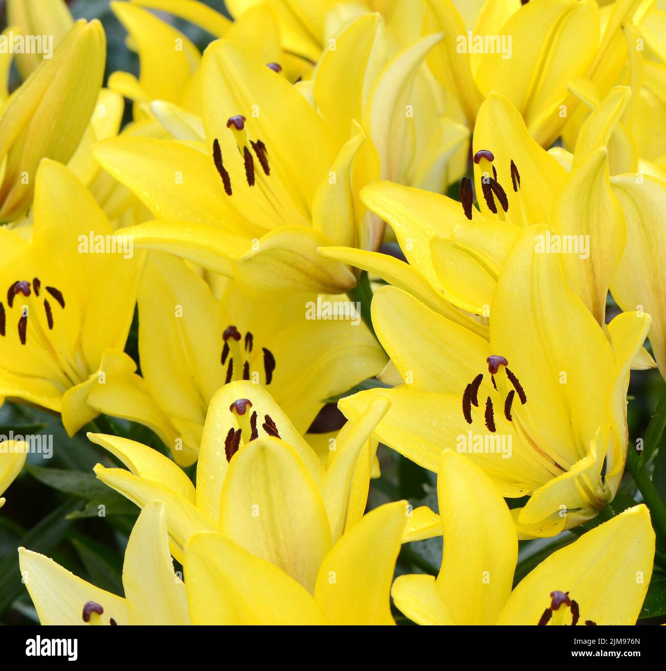 Yellow lily flower Stock Photo - Alamy