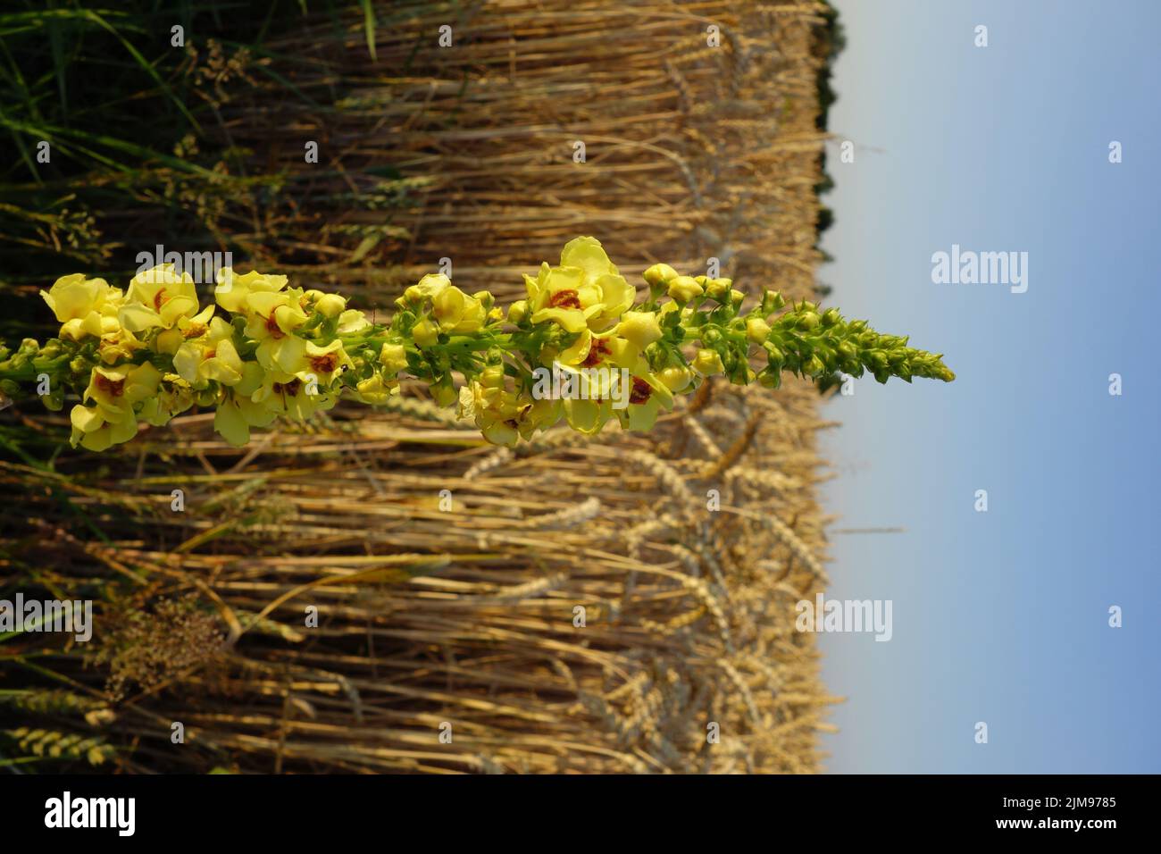 Yellow mullein, Verbascum Stock Photo - Alamy