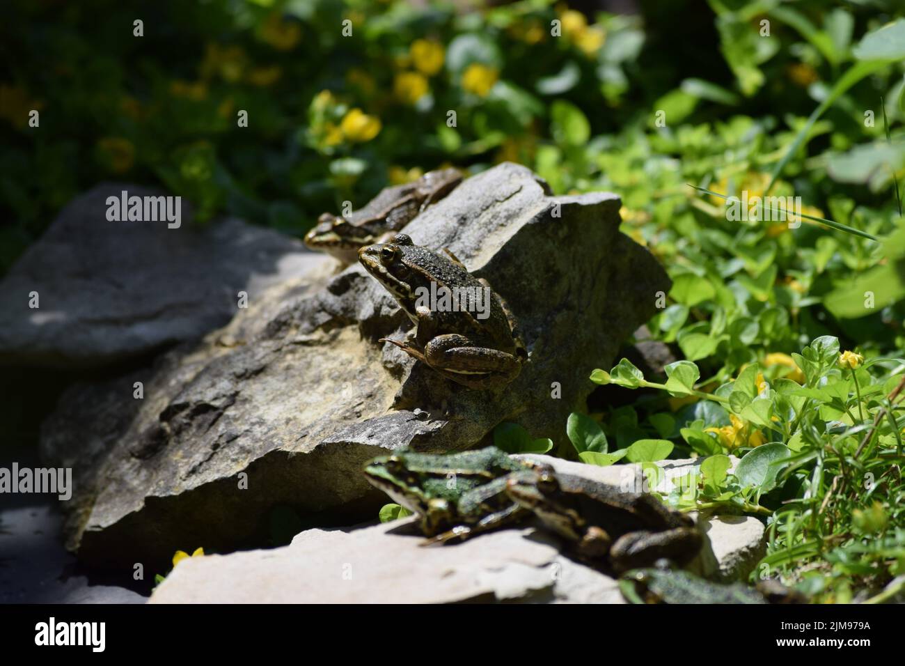 Frog proves good lateral Support on Stone Stock Photo - Alamy
