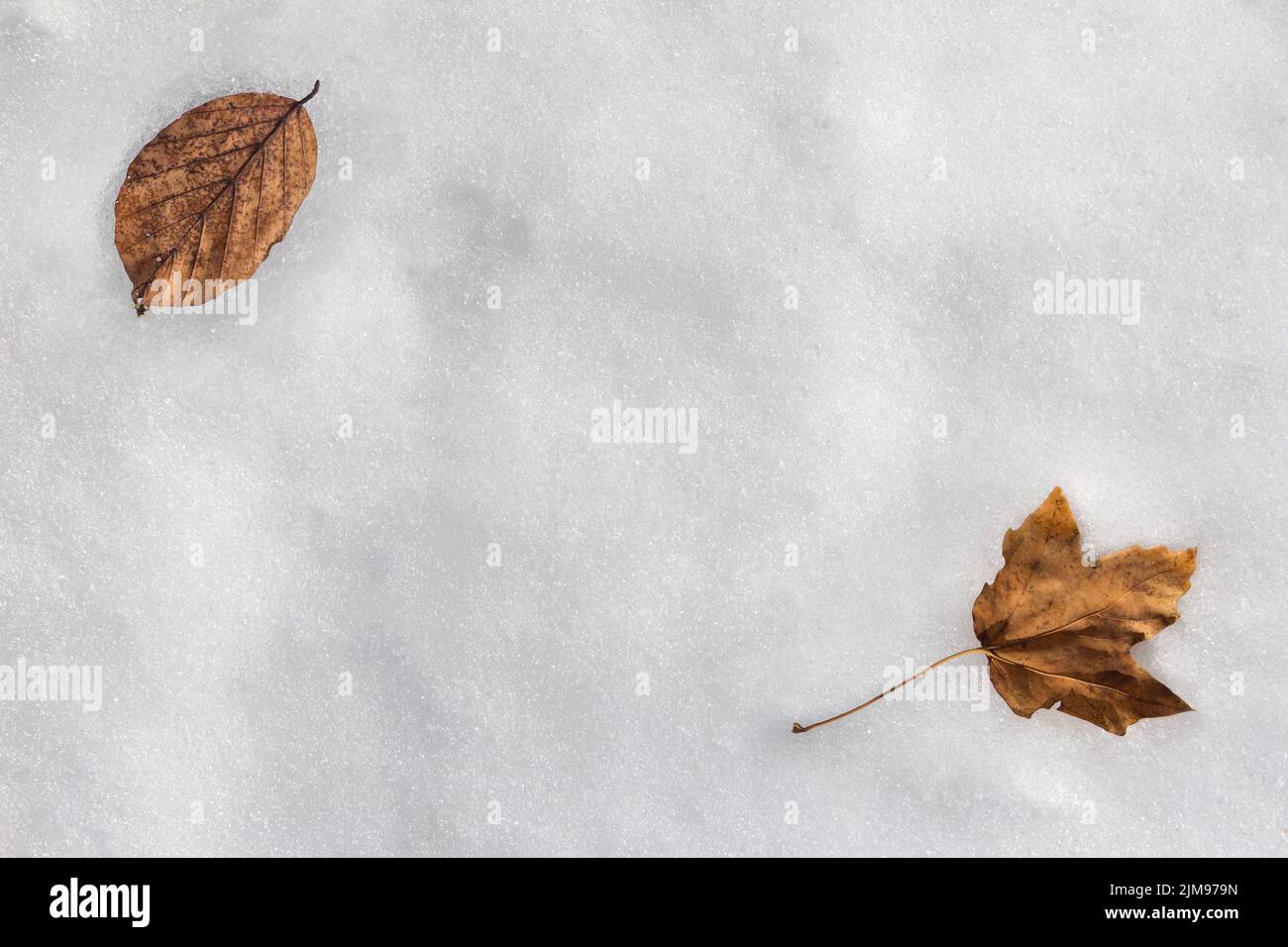 Fallen brown leaves in the snow, copy space background Stock Photo - Alamy