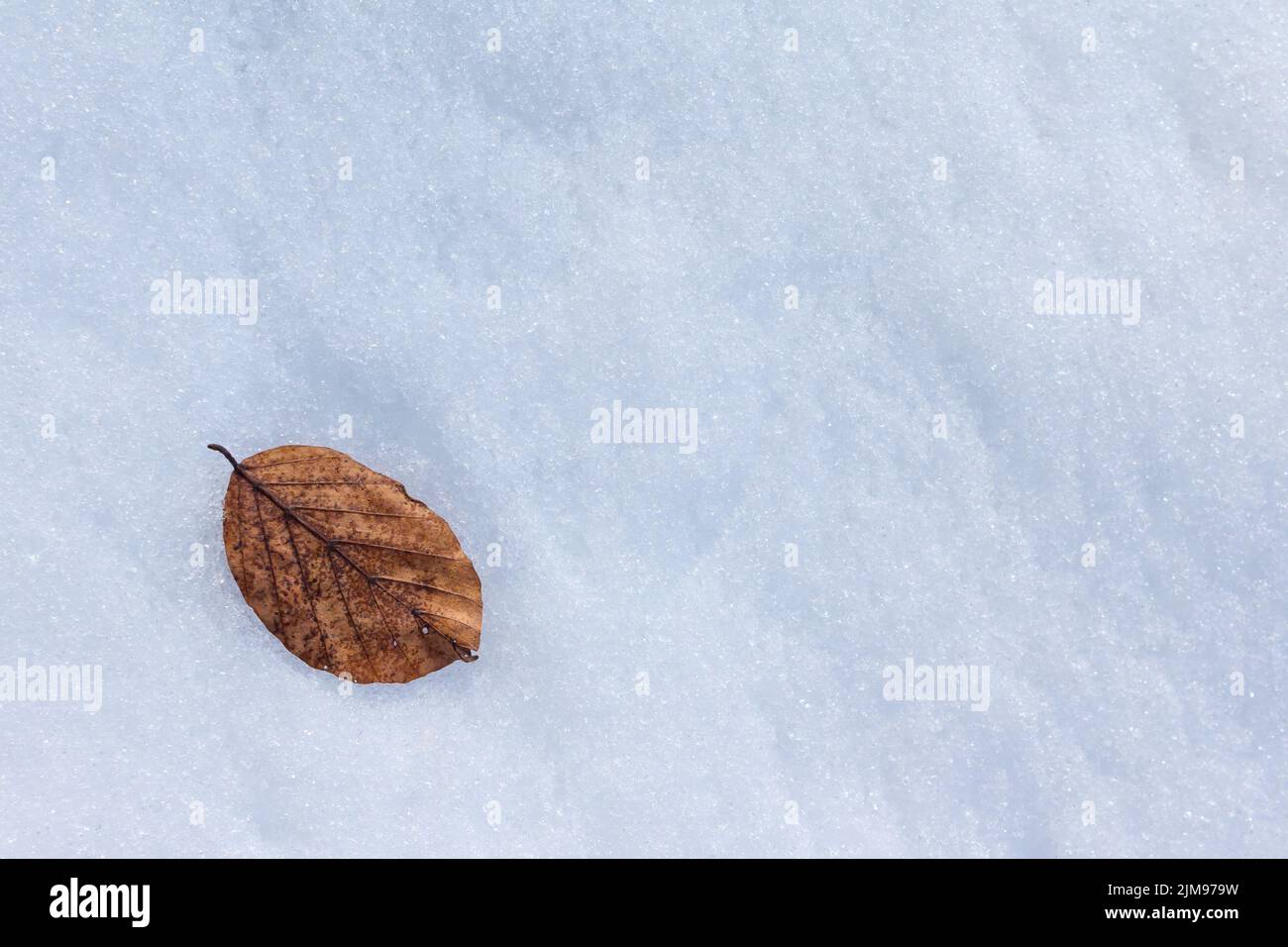 Snow white leaf hi-res stock photography and images - Alamy