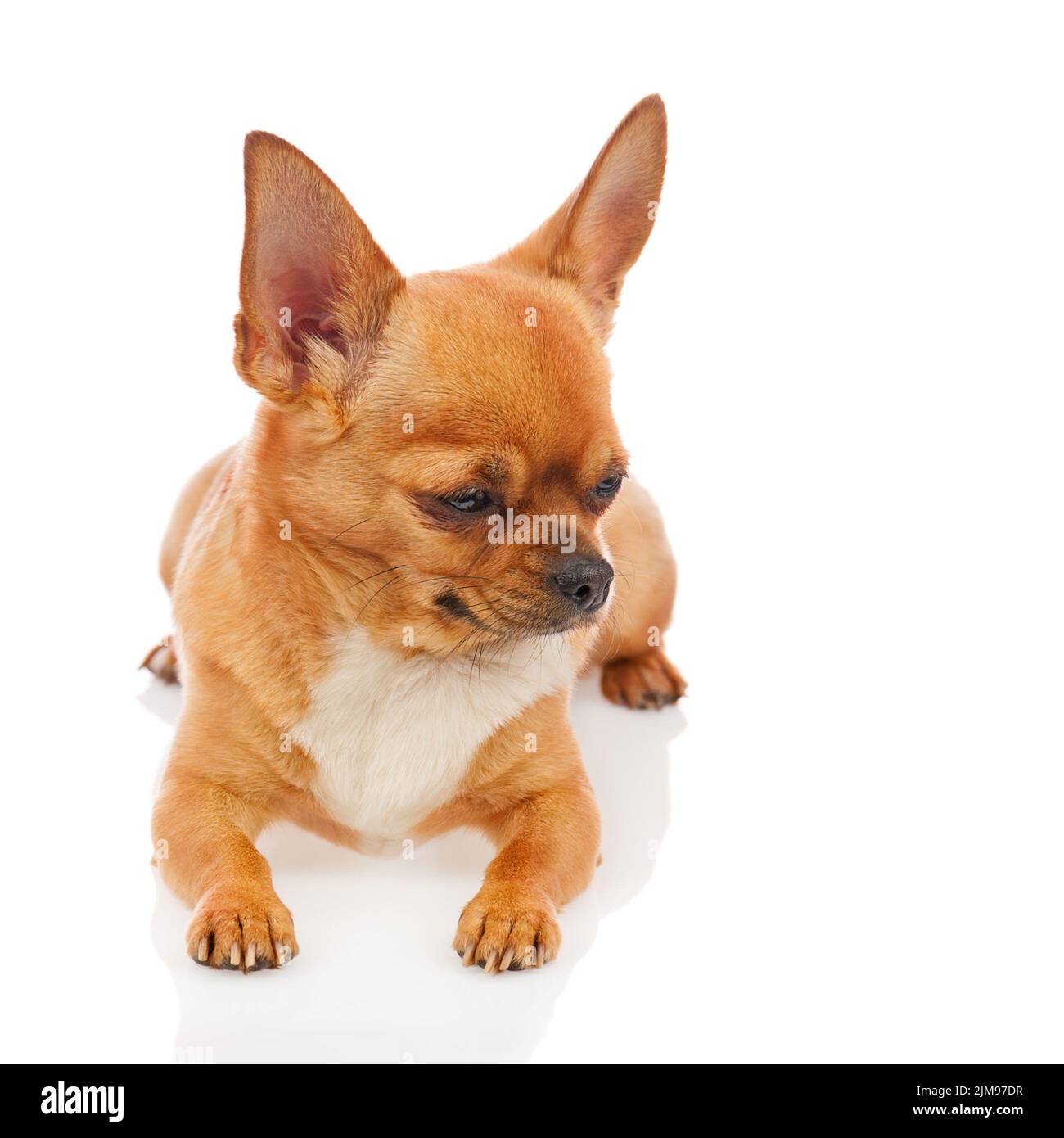 Cute chihuahua face dog Cut Out Stock Images & Pictures - Alamy