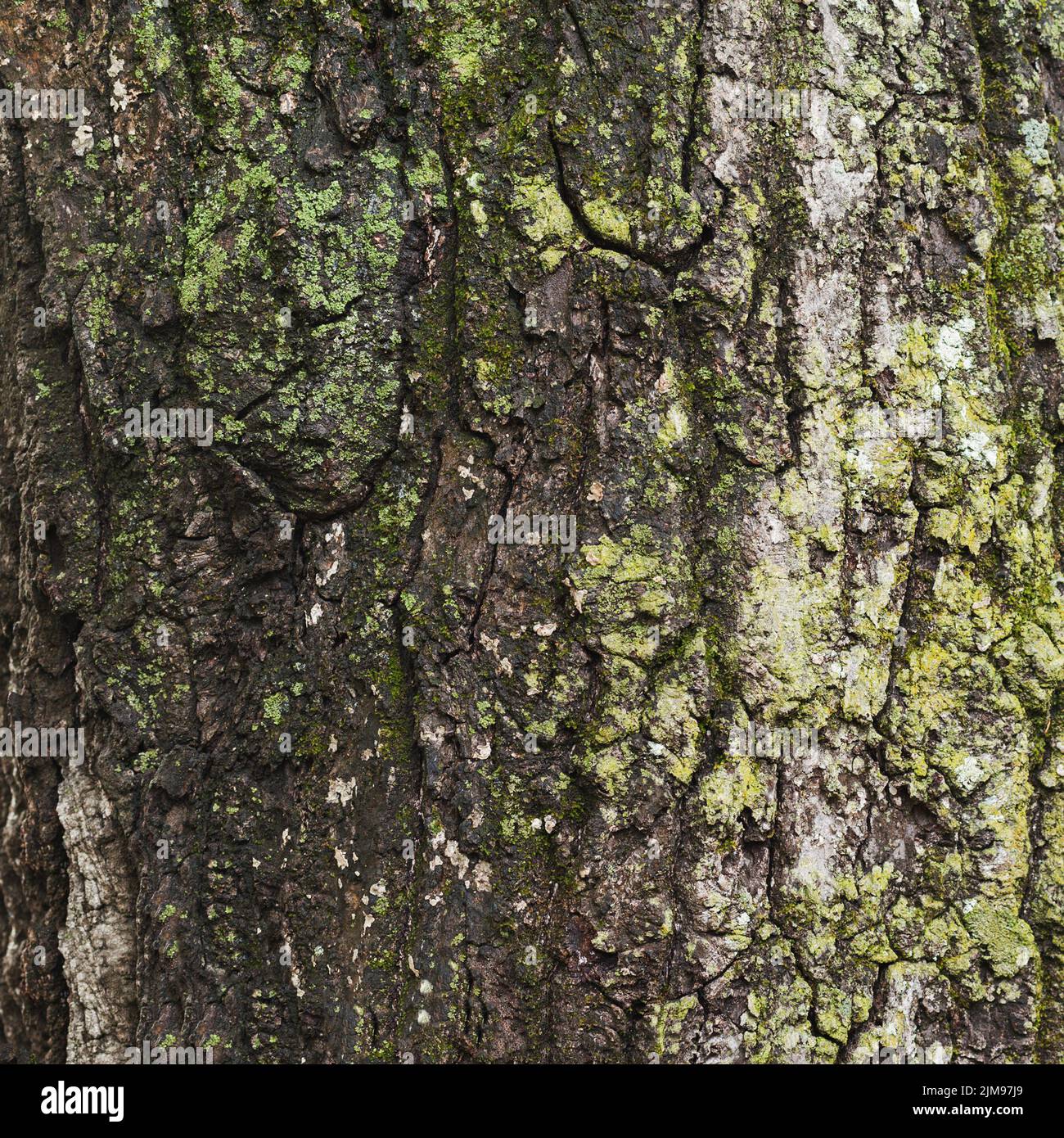 Old tree bark for natural textured background Stock Photo - Alamy
