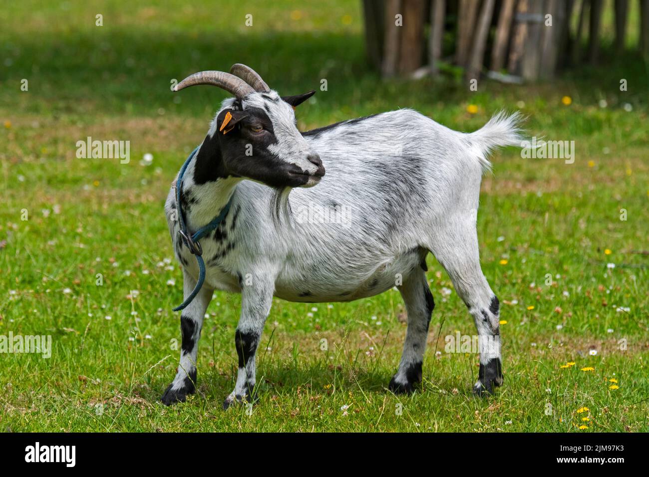 Domestic goat hi-res stock photography and images - Alamy