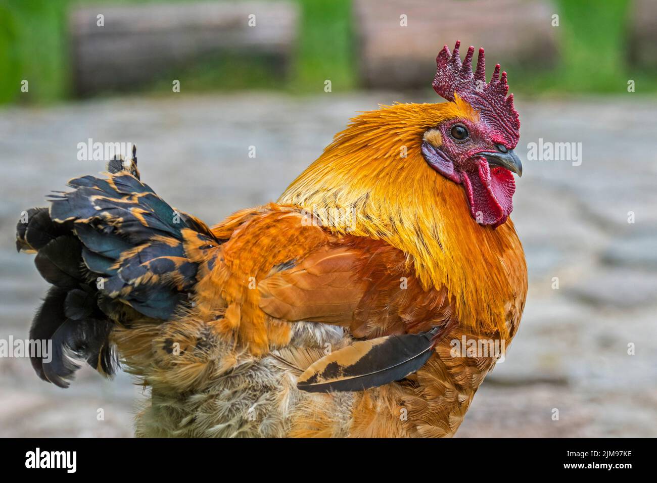 Close-up of cock / rooster, free range chicken at petting zoo ...