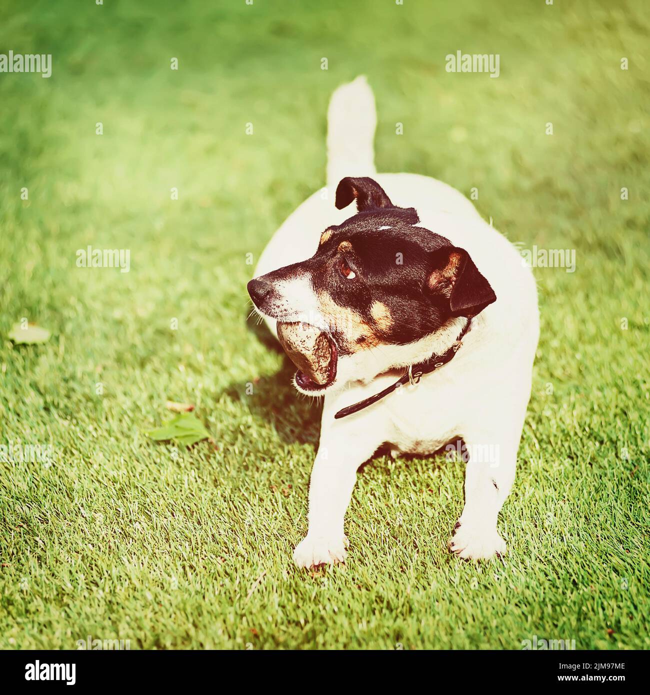 Jack Russell Terrier dog on nature background Stock Photo - Alamy