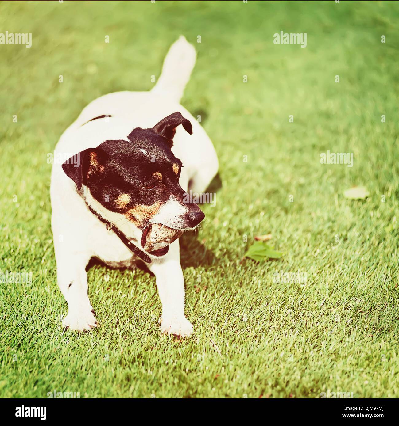 Jack Russell Terrier dog on nature background Stock Photo - Alamy