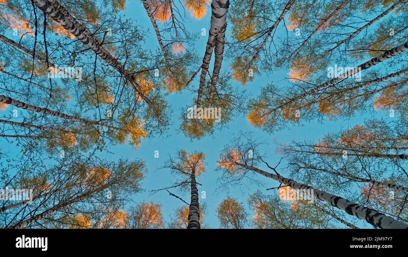Birch with new leaves in first light. Lehtoniemi, Kuopio, Finland, 2017 ...