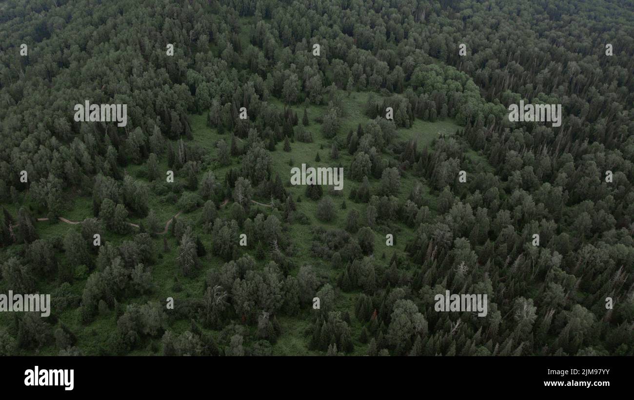 Deep green forest on mountains of Manzherok, Altai, Siberia, Russia ...